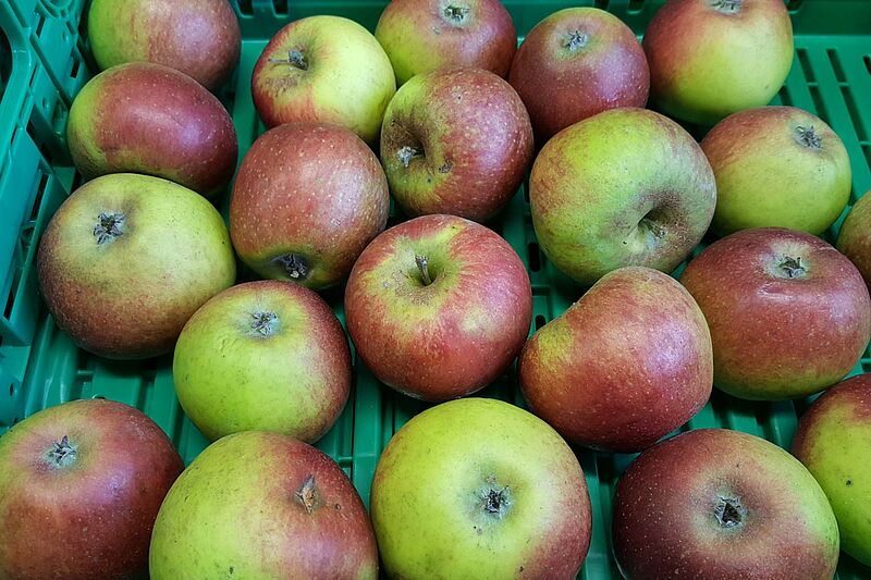 Mit Spezialitäten punkten und ProSpecieRara-Tafeläpfel anbauen