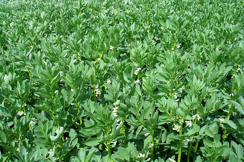 Anbauempfehlungen für Biokörnerleguminosen