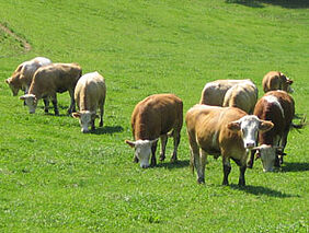 Bio Weide-Beef aus Mutterkuhhaltung: eine interessante Alternative