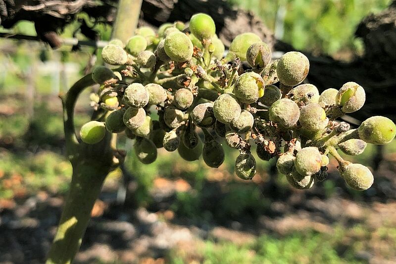 Echter Rebenmehltau-Prognose