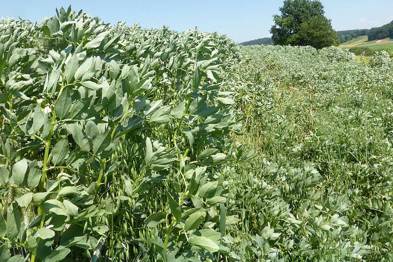 Winterackerbohnen in Mischung oder in Reinsaat?