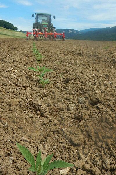 Hanf - Anbau und Verwendungsmöglichkeiten