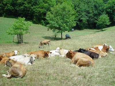 Bio-Weide-Beef: Informationstage für Neueinsteiger und Bisherige